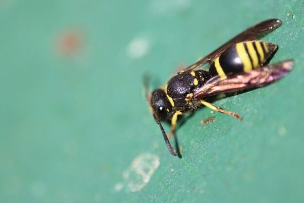 There Is Something You Can Do To Get Over The Fear Of Wasps - Phobia Cures